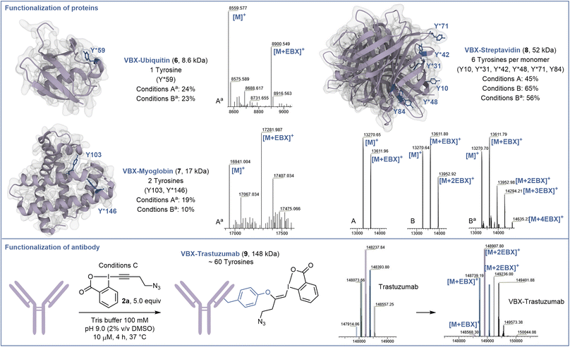 Tyrosine bioconjugation with hypervalent iodine - Chemical Science (RSC ...