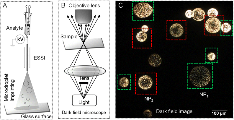 Spatial reorganization of analytes in charged aqueous microdroplets ...