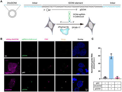 Live-cell RNA imaging using the CRISPR-dCas13 system with modified ...