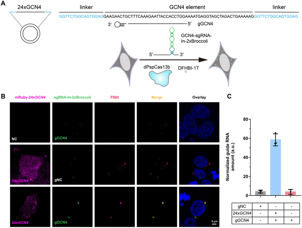 Live-cell RNA imaging using the CRISPR-dCas13 system with modified ...