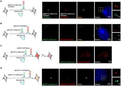Live-cell RNA imaging using the CRISPR-dCas13 system with modified ...
