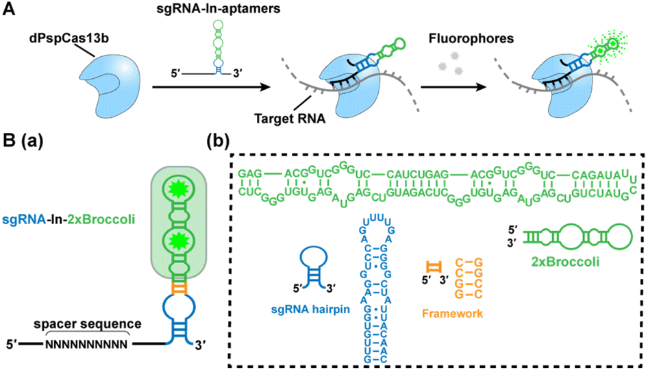 Live-cell RNA imaging using the CRISPR-dCas13 system with modified sgRNAs appended with ...