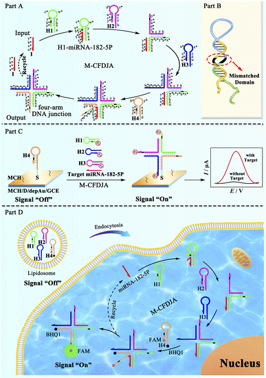 Programmable mismatch-fueled high-efficiency DNA signal amplifier ...