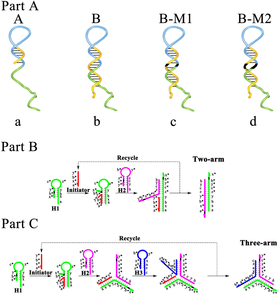 Programmable mismatch-fueled high-efficiency DNA signal amplifier ...