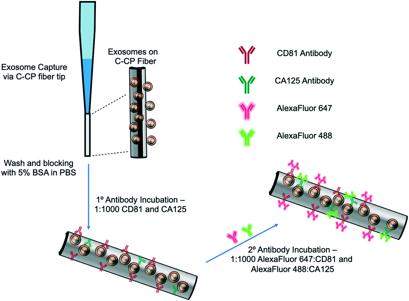 Facile, generic capture and on-fiber differentiation of exosomes via ...