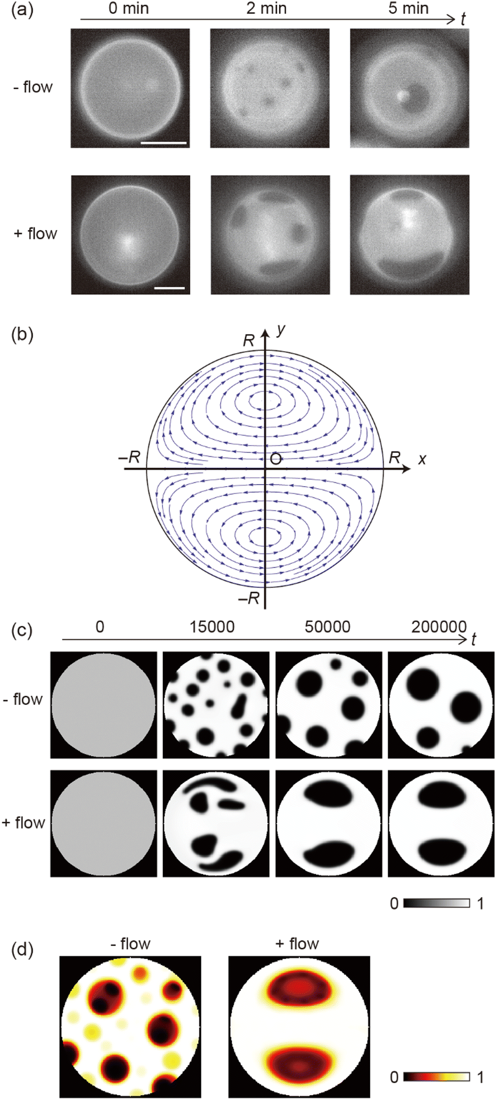 Domain dynamics of phase-separated lipid membranes under shear flow - Soft Matter (RSC ...