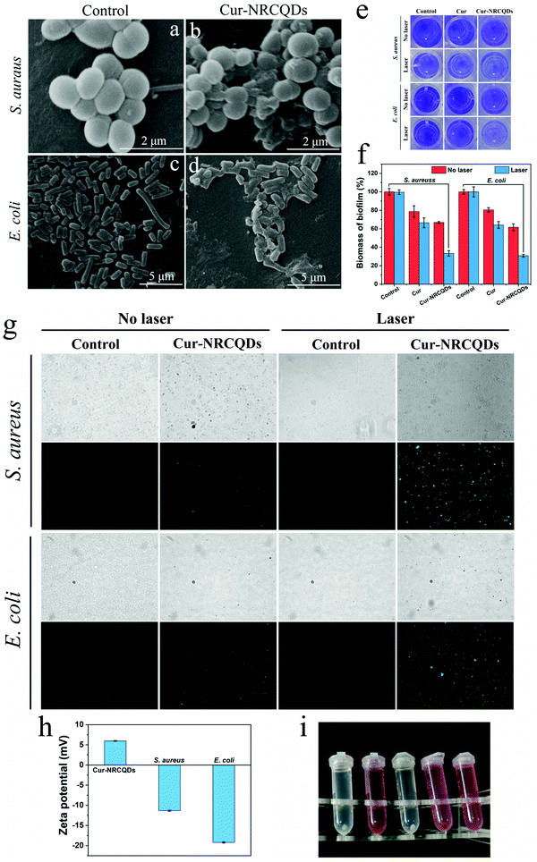 Orange-red to NIR emissive carbon dots for antimicrobial, bioimaging ...