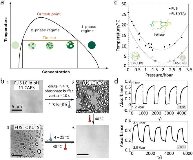 Modulating liquid–liquid phase separation of FUS: mechanisms and ...