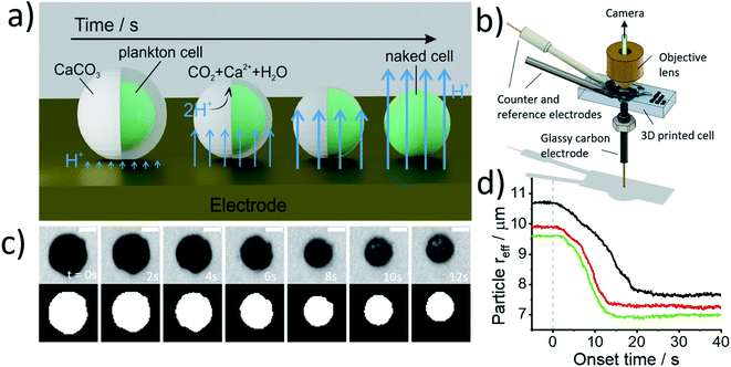Single-entity coccolithophore electrochemistry shows size is no guide ...