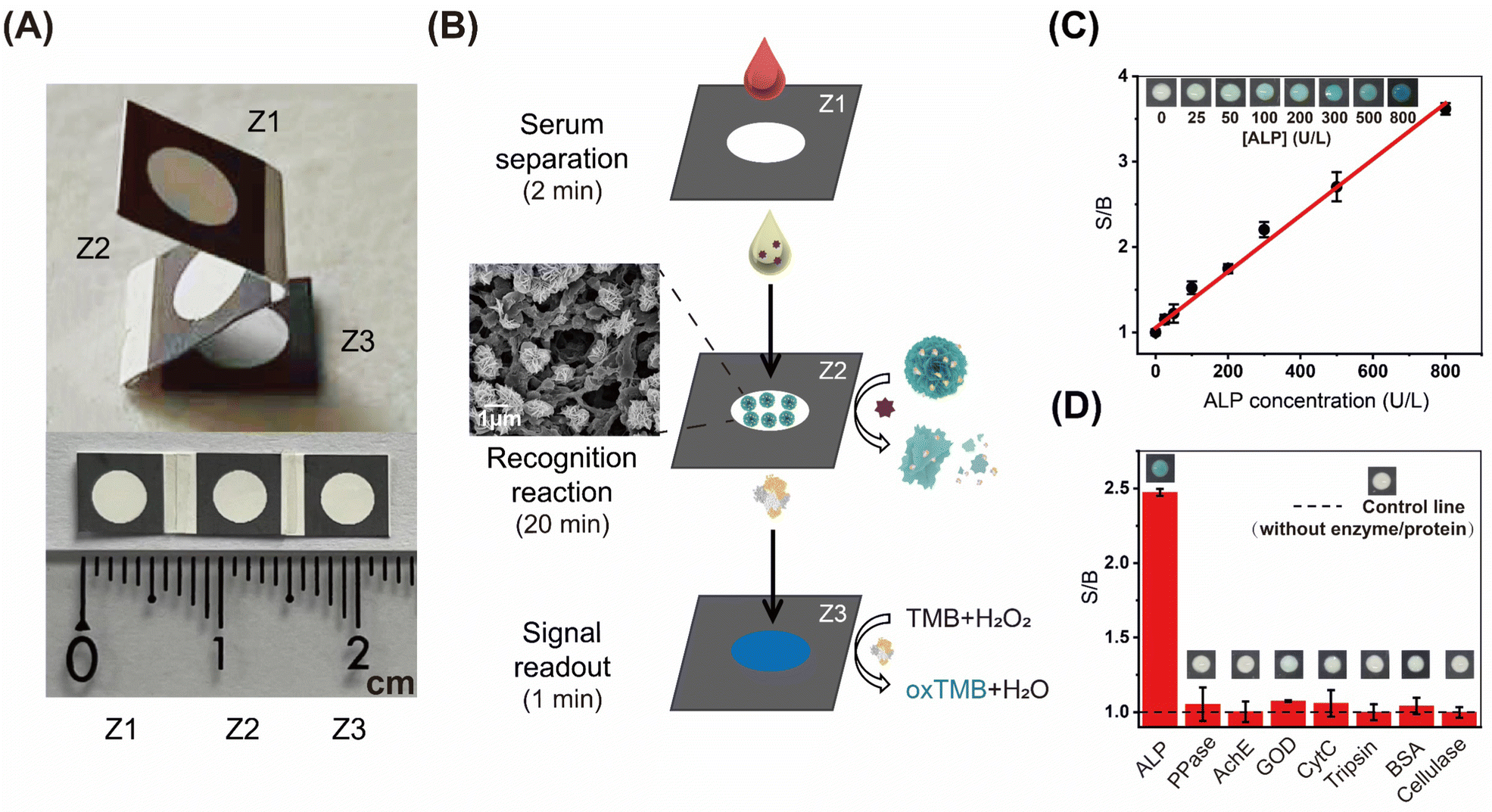 Self-assembly of protein–DNA superstructures for alkaline phosphatase ...