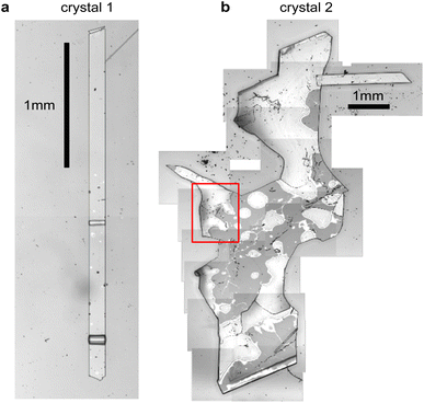 Singlet fission is incoherent in pristine orthorhombic single crystals ...