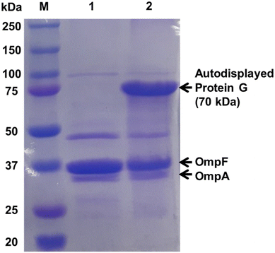 Autodisplay of streptococcal protein G for construction of an ...