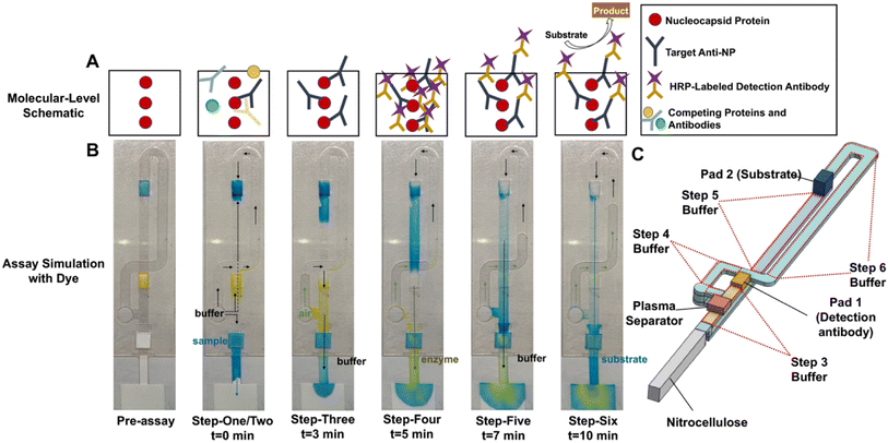 Capillary driven microfluidic sequential flow device for point-of-need ...