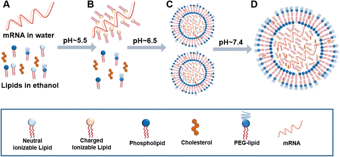 Pharmaceutical liposomal delivery—specific considerations of innovation ...