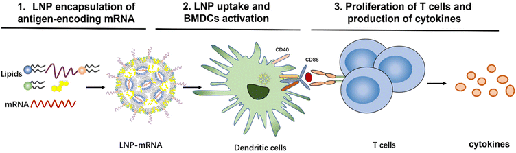 Lipid nanoparticle-based mRNA candidates elicit potent T cell responses ...