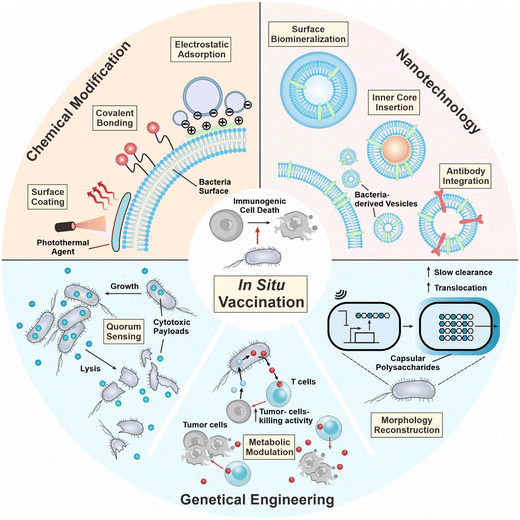 Engineered bacteria for augmented in situ tumor vaccination ...