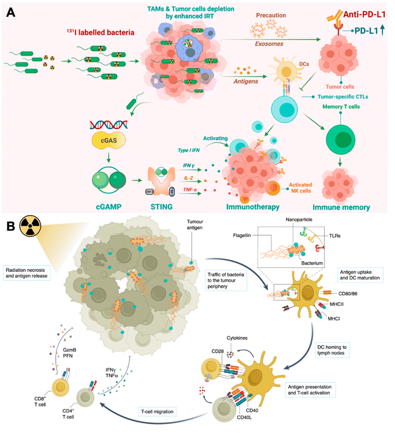 Engineered bacteria for augmented in situ tumor vaccination ...