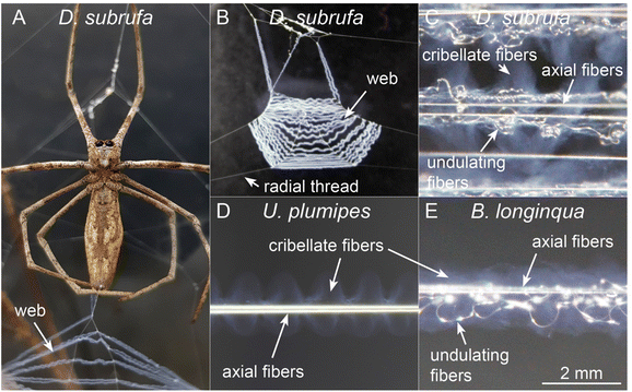 Physico-chemical properties of functionally adhesive spider silk ...