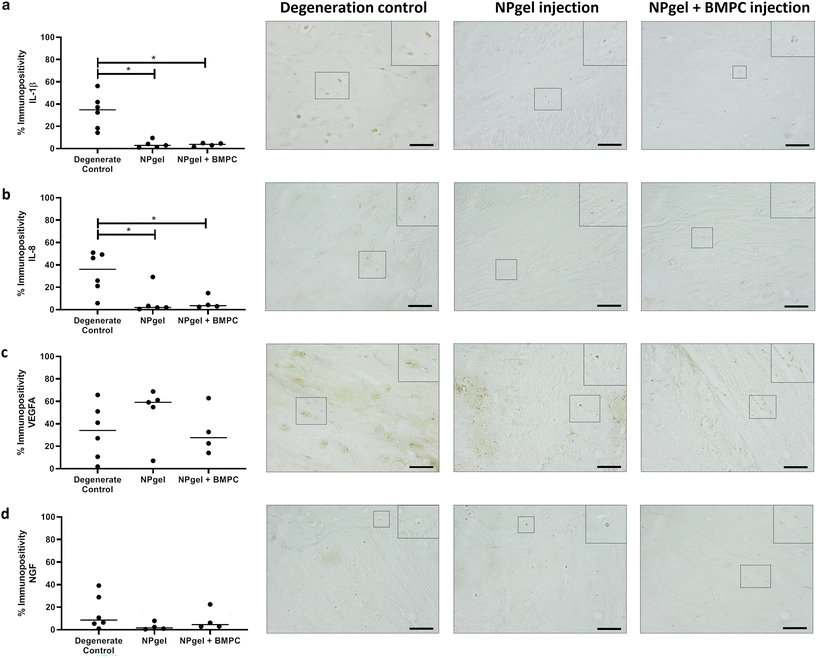 Injectable biomaterial induces regeneration of the intervertebral disc ...