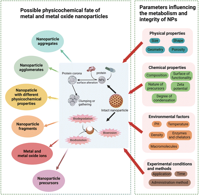 Immunotoxicity of metal and metal oxide nanoparticles: from toxic ...
