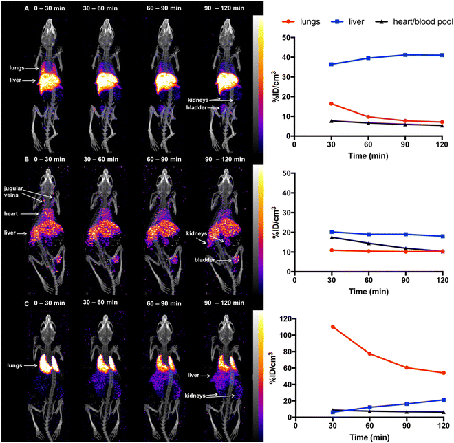 An indium-111-labelled membrane-targeted peptide for cell tracking with ...