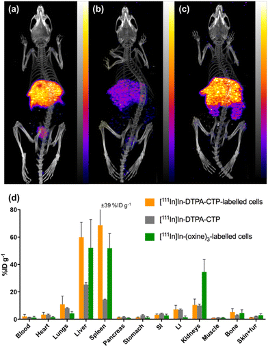 An indium-111-labelled membrane-targeted peptide for cell tracking with ...