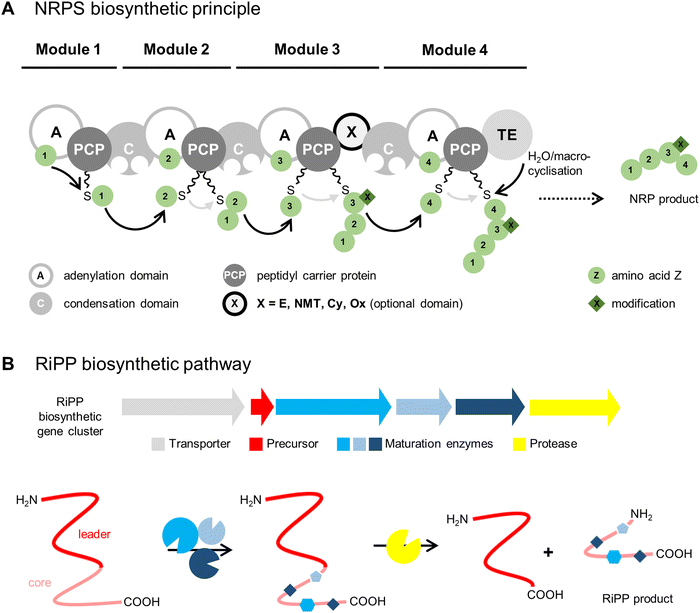 Emulating nonribosomal peptides with ribosomal biosynthetic strategies ...