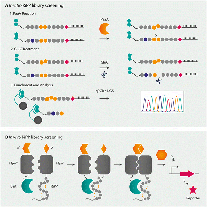 Emulating nonribosomal peptides with ribosomal biosynthetic strategies ...