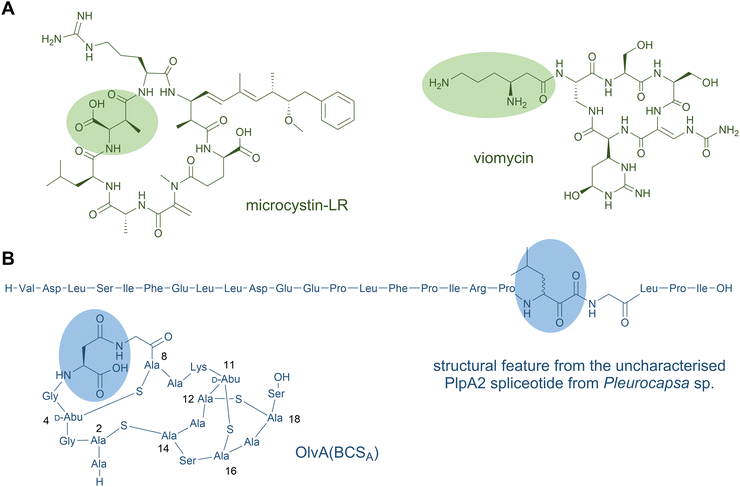 Emulating nonribosomal peptides with ribosomal biosynthetic strategies ...
