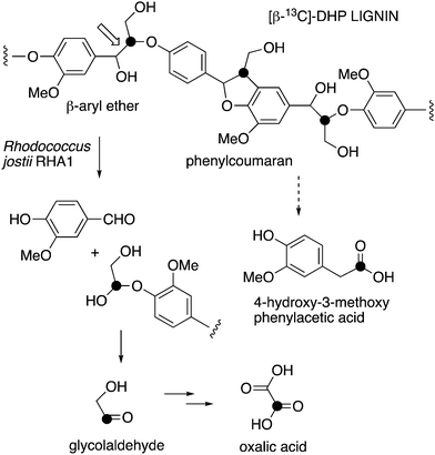 Elucidation of microbial lignin degradation pathways using synthetic ...