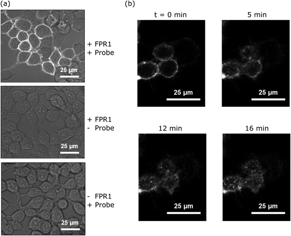 A fluorescent photoaffinity probe for formyl peptide receptor 1 ...