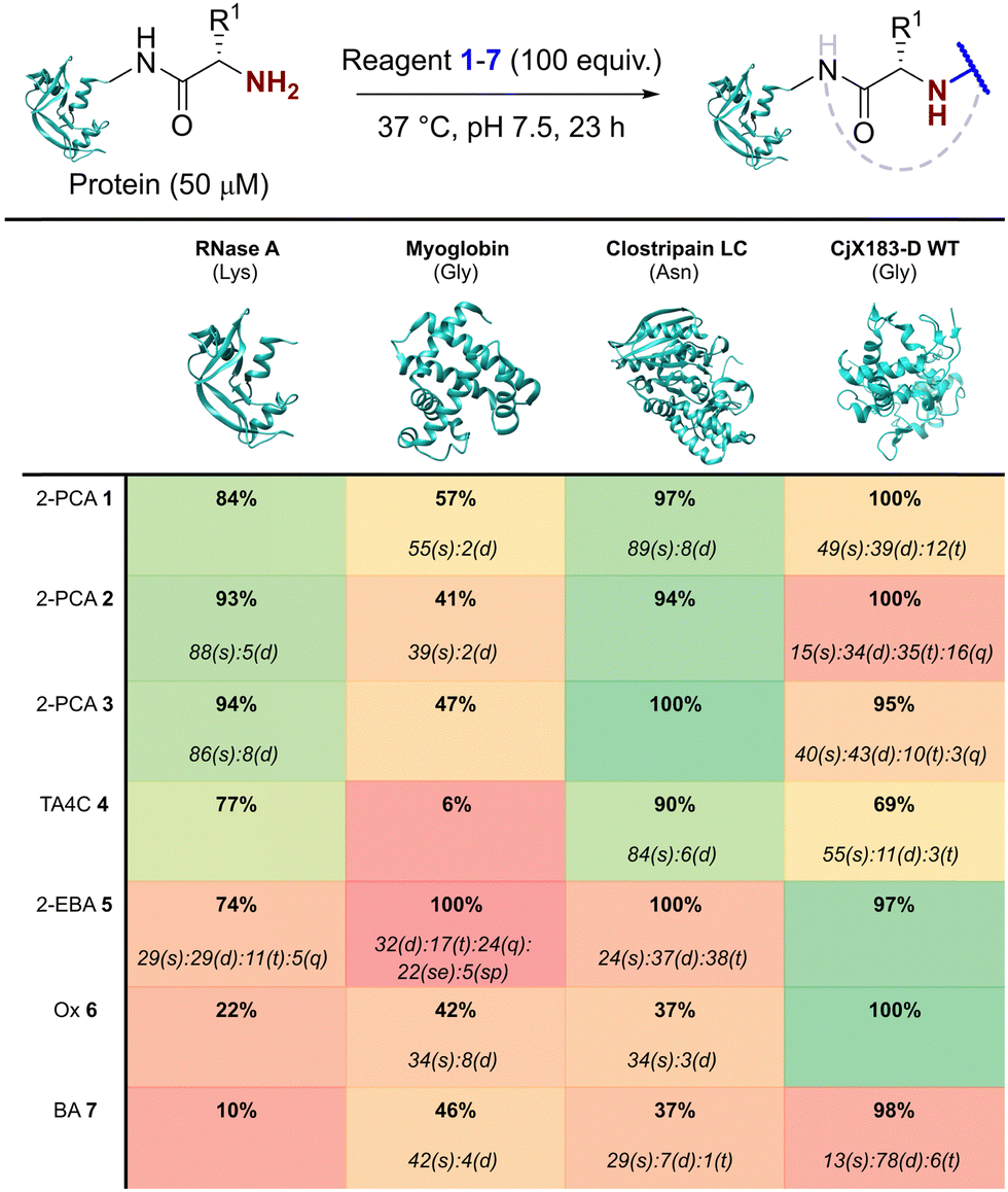Selectivity and stability of N-terminal targeting protein modification ...