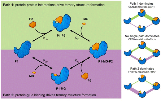 Protein–protein interfaces in molecular glue-induced ternary complexes ...