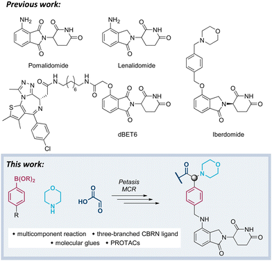 Accessing three-branched high-affinity cereblon ligands for molecular ...