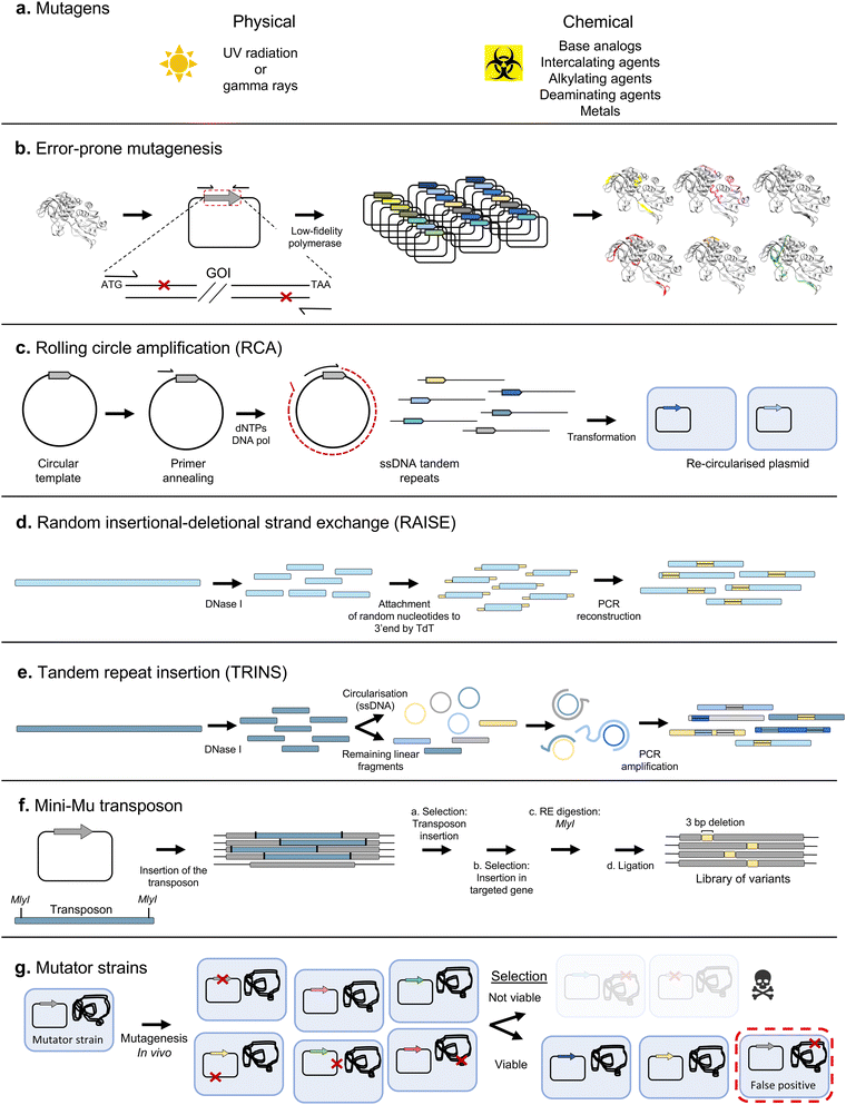 A primer to directed evolution: current methodologies and future ...