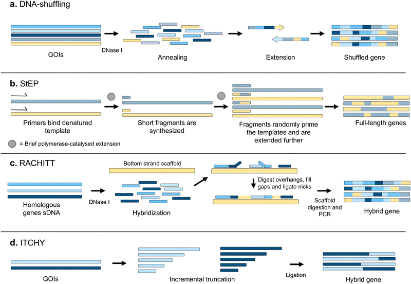 A primer to directed evolution: current methodologies and future ...