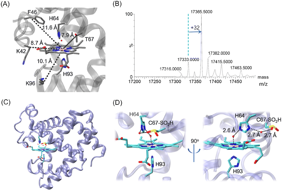 Self-oxidation of cysteine to sulfinic acid in an engineered T67C ...