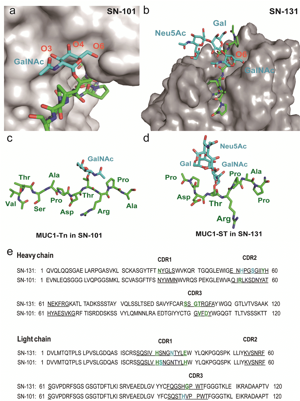 Structural and molecular insight into antibody recognition of dynamic ...