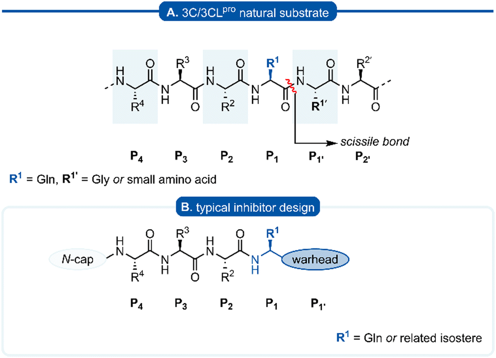 P 1 Glutamine isosteres in the design of inhibitors of 3C/3CL protease ...
