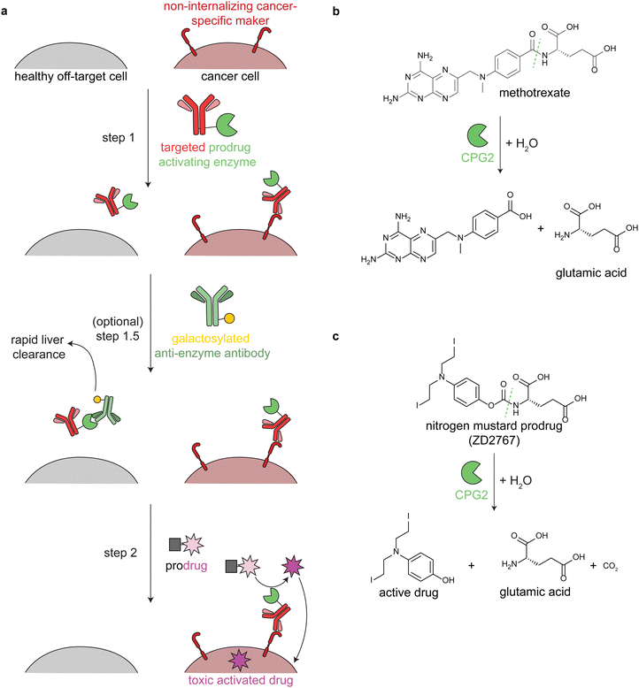 Bringing enzymes to the proximity party - RSC Chemical Biology (RSC ...