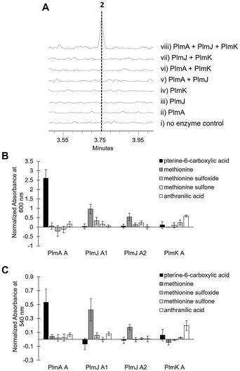 Biosynthesis of the fungal nonribosomal peptide penilumamide A and ...