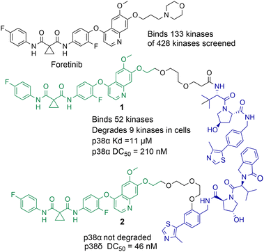 PROTAC chemical probes for histone deacetylase enzymes - RSC Chemical ...