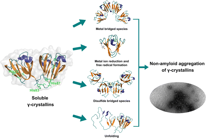 Copper binding and protein aggregation: a journey from the brain to the ...