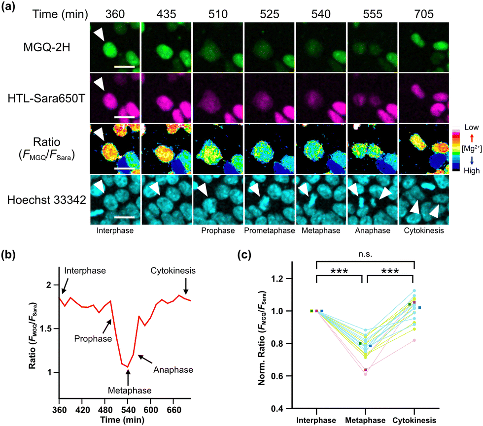 Long-term imaging of intranuclear Mg 2+ dynamics during mitosis using a ...