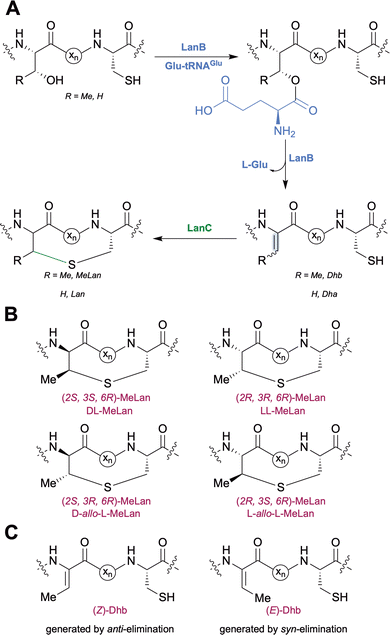 syn -Elimination of glutamylated threonine in lanthipeptide ...