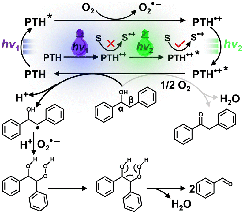 Lignin C–C bond cleavage induced by consecutive two-photon excitation ...