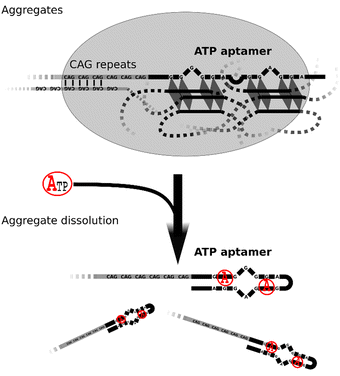 Chemical control of phase separation in DNA solutions - Chemical ...