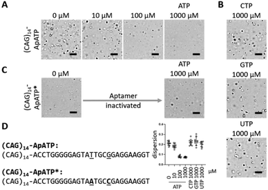 Chemical control of phase separation in DNA solutions - Chemical ...