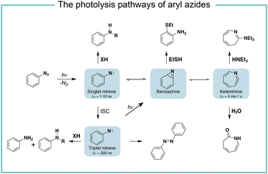 Visible-light-induced protein labeling in live cells with aryl azides ...
