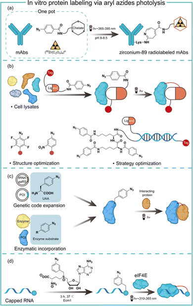 Visible-light-induced protein labeling in live cells with aryl azides ...